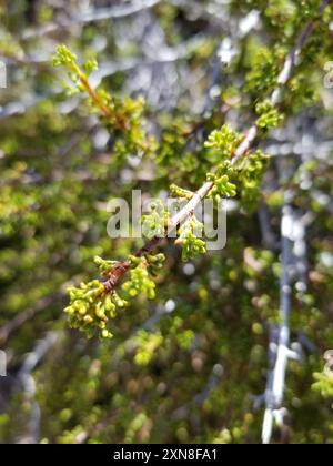 desert bitterbrush (Purshia glandulosa) Plantae Stock Photo - Alamy