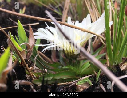Chikku Chikku (Hypochaeris sessiliflora) Plantae Stock Photo - Alamy