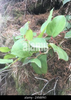 salal (Gaultheria shallon) Plantae Stock Photo - Alamy