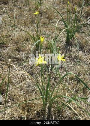 Pale Tulp (Moraea pallida) Plantae Stock Photo - Alamy