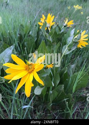 northern mule's ears (Wyethia amplexicaulis) Plantae Stock Photo - Alamy