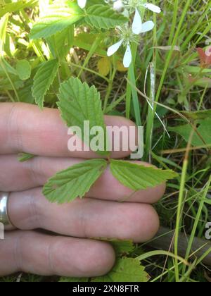 swamp dewberry (Rubus hispidus) Plantae Stock Photo - Alamy