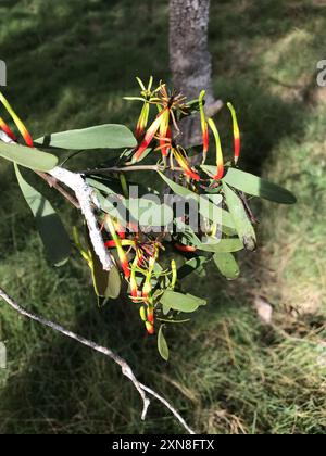 (Lysiana maritima) Plantae Stock Photo - Alamy