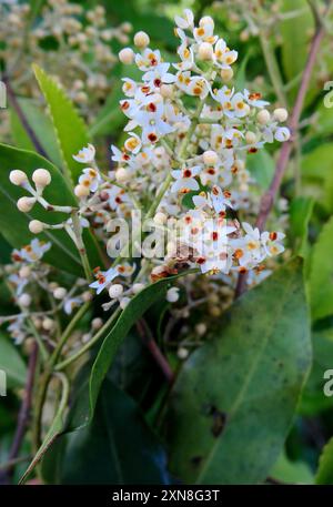 Ironwood (Olea capensis macrocarpa) Plantae Stock Photo - Alamy
