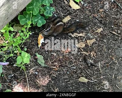 Sonoma Chipmunk (Neotamias sonomae) Mammalia Stock Photo - Alamy