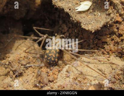 Recluse Spiders (Loxosceles) Arachnida Stock Photo - Alamy