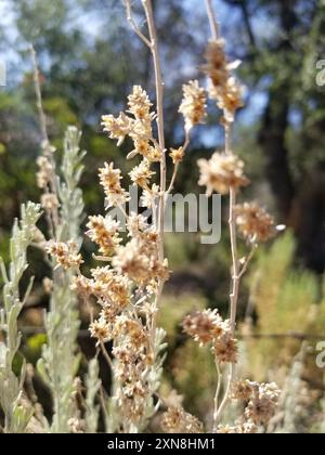 Big Sagebrush (Artemisia tridentata) Plantae Stock Photo - Alamy