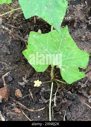 creeping cucumber (Melothria pendula) Plantae Stock Photo - Alamy