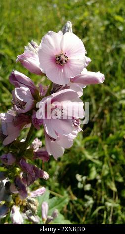 streambank wild hollyhock (Iliamna rivularis) Plantae Stock Photo - Alamy