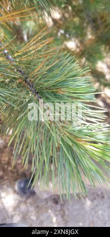 sugar pine (Pinus lambertiana) Plantae Stock Photo - Alamy