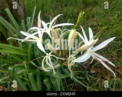 Tree Crinum (Crinum asiaticum) Plantae Stock Photo - Alamy