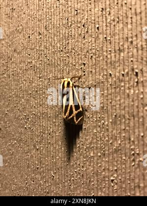 Harnessed Tiger Moth (Apantesis phalerata) Insecta Stock Photo - Alamy