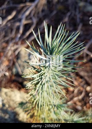 Parry pinyon (Pinus quadrifolia) Plantae Stock Photo - Alamy