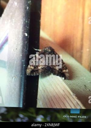 Underwing Moths (Catocala) Insecta Stock Photo - Alamy