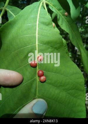 Winged and Once-winged Insects (Pterygota) Insecta Stock Photo - Alamy