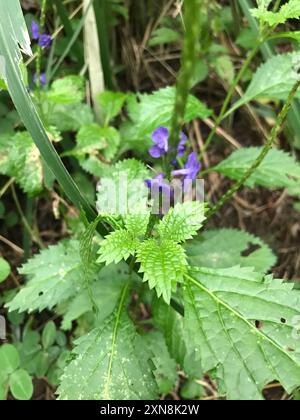 Rattail (Stachytarpheta cayennensis) Plantae Stock Photo - Alamy