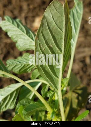 purple amaranth (Amaranthus blitum) Plantae Stock Photo - Alamy