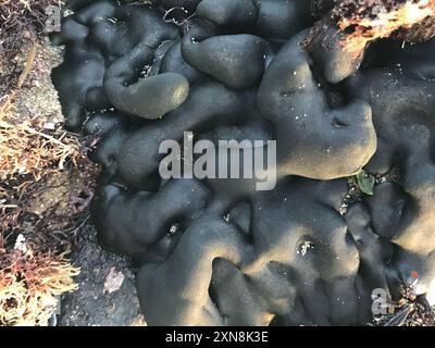 green spongy cushion (Codium setchellii) Plantae Stock Photo - Alamy