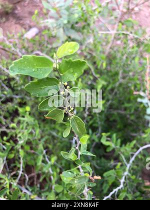 spiny hackberry (Celtis pallida) Plantae Stock Photo - Alamy