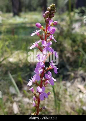 Triggerplants (Stylidium) Plantae Stock Photo - Alamy