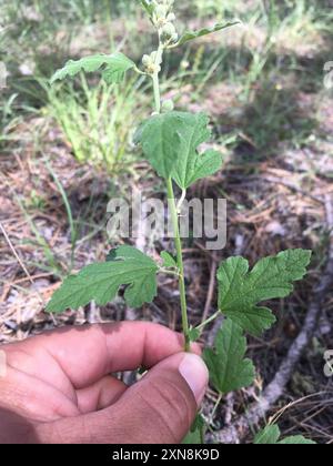 Fendler's Globemallow (Sphaeralcea fendleri), Plantae, Private Dr 1708 ...