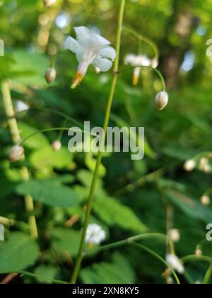 White Inside-out Flower (Vancouveria hexandra) Plantae Stock Photo - Alamy