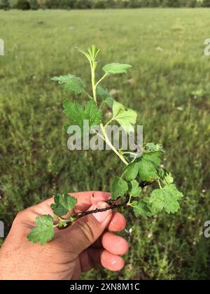 (Ribes mescalerium) Plantae Stock Photo - Alamy