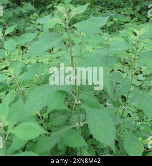 sweet bugleweed (Lycopus virginicus) Plantae Stock Photo - Alamy