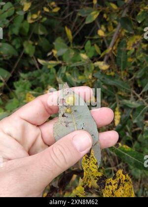 Willow Apple Gall Sawfly (Euura californica) Insecta Stock Photo - Alamy