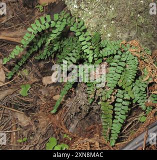 Cunningham's maidenhair (Adiantum cunninghamii) Plantae Stock Photo - Alamy