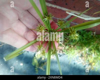 Baldwin's Flatsedge (Cyperus croceus) Plantae Stock Photo - Alamy