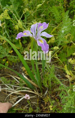 Oregon iris (Iris tenax) Plantae Stock Photo - Alamy