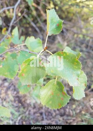 water birch (Betula occidentalis) Plantae Stock Photo - Alamy