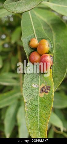 Willow Apple Gall Sawfly (Euura californica) Insecta Stock Photo - Alamy