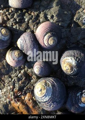 Black Tegula (Tegula funebralis) Mollusca Stock Photo - Alamy
