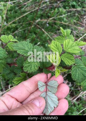wineberry (Rubus phoenicolasius) Plantae Stock Photo - Alamy