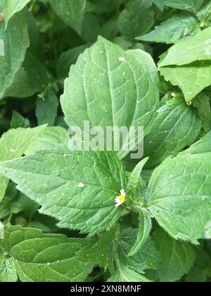 galinsogas (Galinsoga) Plantae Stock Photo - Alamy