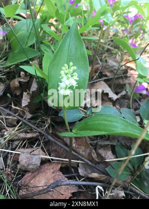 Canada mayflower (Maianthemum canadense) Plantae Stock Photo - Alamy