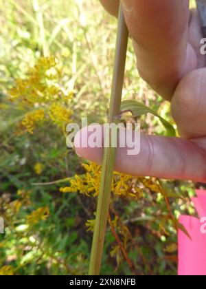 purpletop tridens (Tridens flavus) Plantae Stock Photo - Alamy
