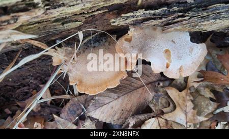 Stinking Orange Oyster (Phyllotopsis nidulans) Fungi Stock Photo - Alamy