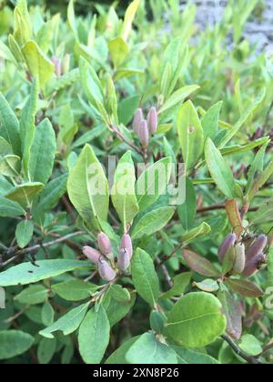 Rhodora (Rhododendron canadense) Plantae Stock Photo - Alamy