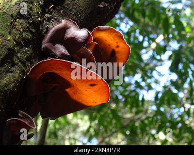 (Auricularia heimuer) Fungi Stock Photo - Alamy