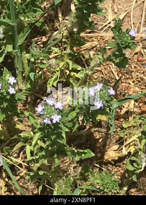 Dwarf Verbena (Glandularia pumila) Plantae Stock Photo - Alamy