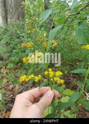 Swamp Goldenrod (Solidago patula) Plantae Stock Photo - Alamy