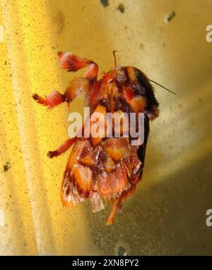 Monkey Slug Moth (Phobetron hipparchia) Insecta Stock Photo - Alamy