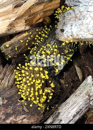 true slime molds (Myxomycetes) Protozoa Stock Photo - Alamy