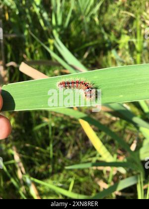 Smeared Dagger (Acronicta oblinita) Insecta Stock Photo - Alamy
