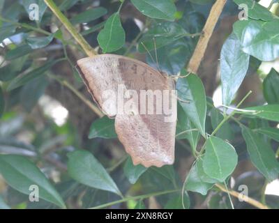 Common Duffer (Discophora sondaica) Insecta Stock Photo - Alamy