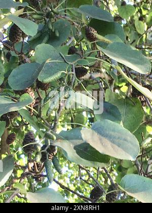 white alder (Alnus rhombifolia) Plantae Stock Photo - Alamy
