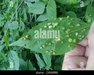 Hackberry Star Gall Psyllid (Pachypsylla celtidisasterisca) Insecta ...